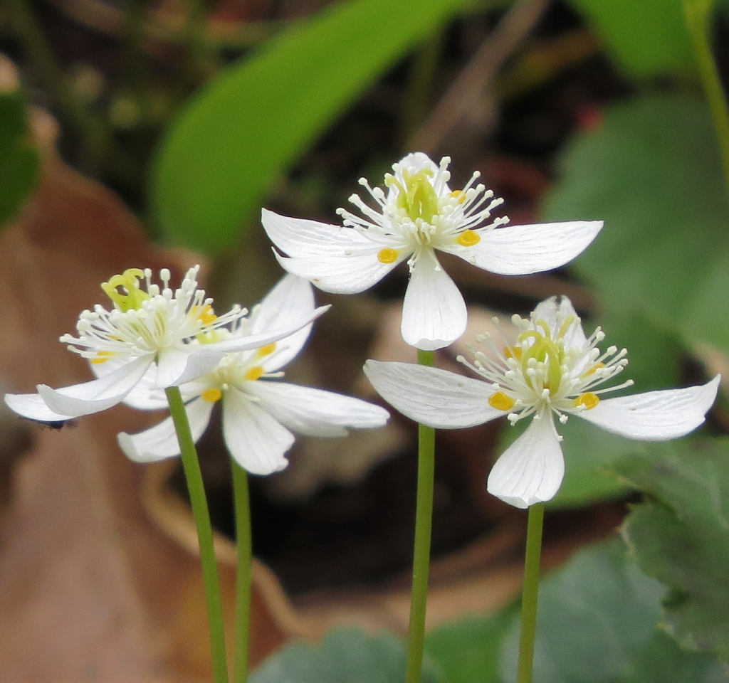 buttercup family (Ranunculaceae) - Botanical Realm