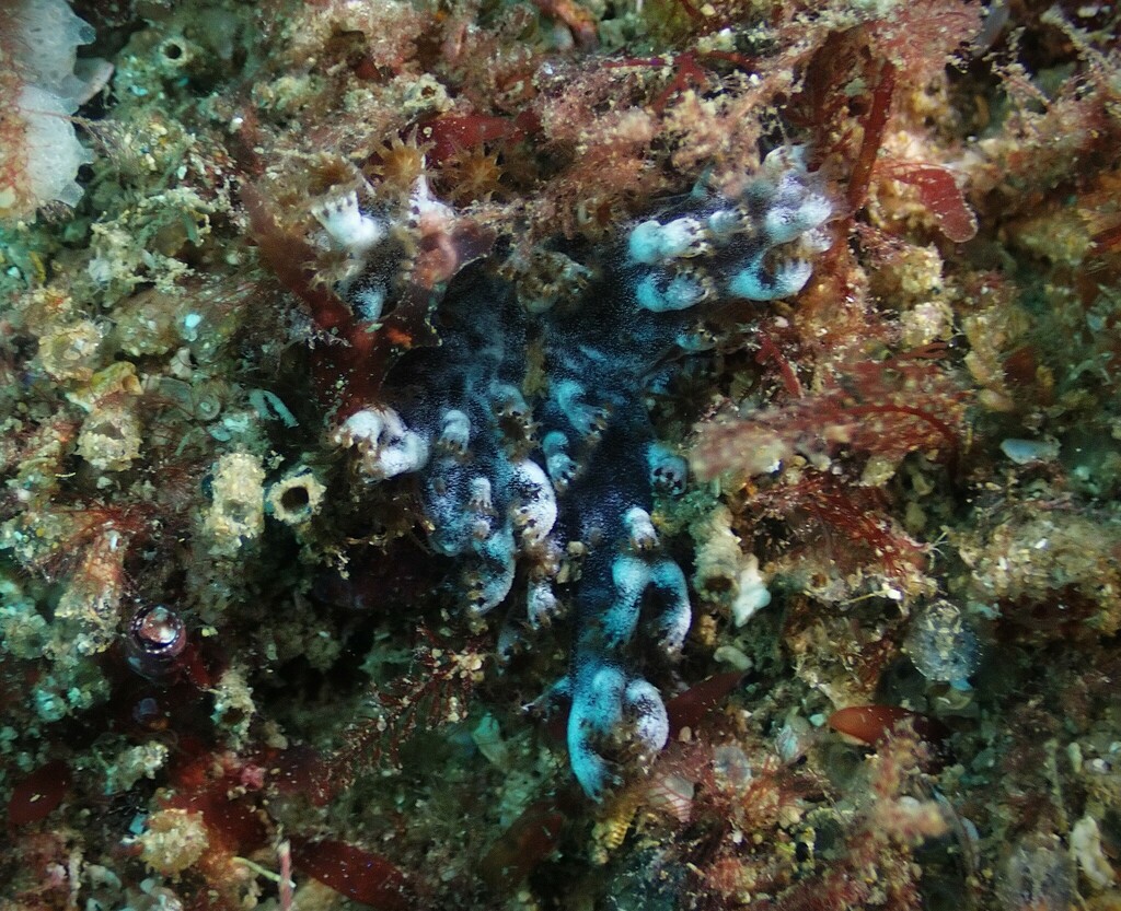 Animals from Manly NSW 2095, Australia on June 12, 2024 at 10:55 AM by ...
