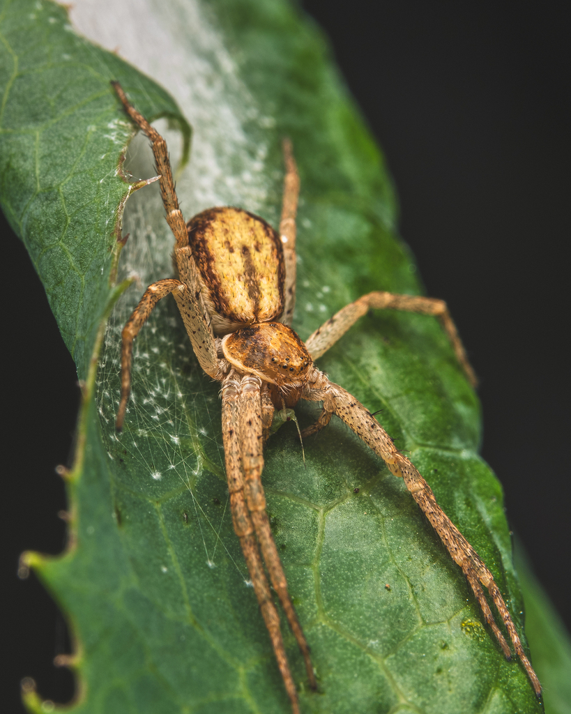 Running Crab Spiders in June 2024 by Alan Yoshioka. See linked ...