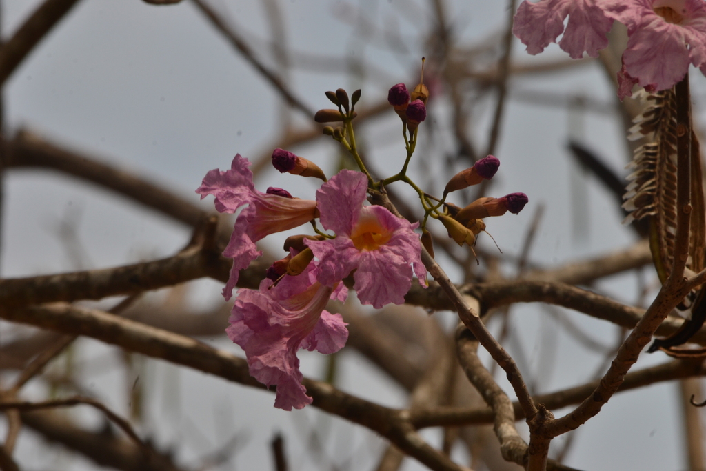 Apamate rosa desde Zihuatanejo de Azueta, Gro., México el 09 de junio ...