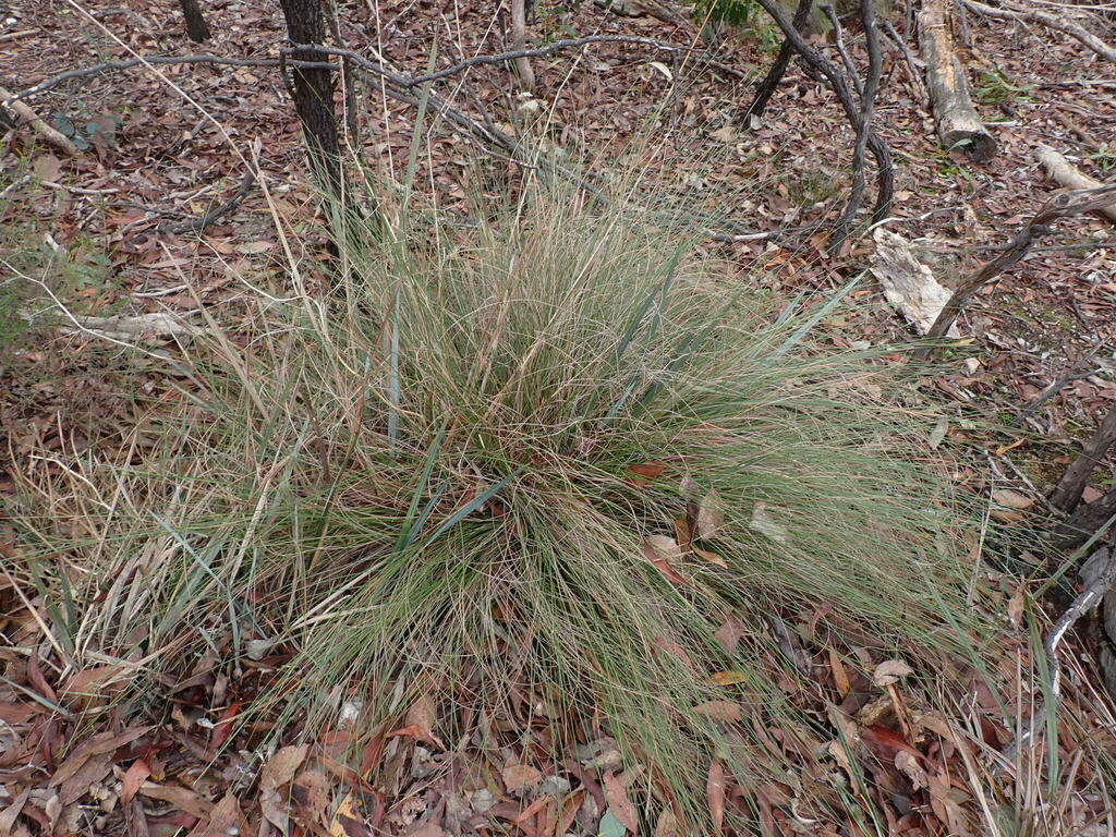 red-anther wallaby grass from Coimadai VIC 3340, Australia on June 15 ...