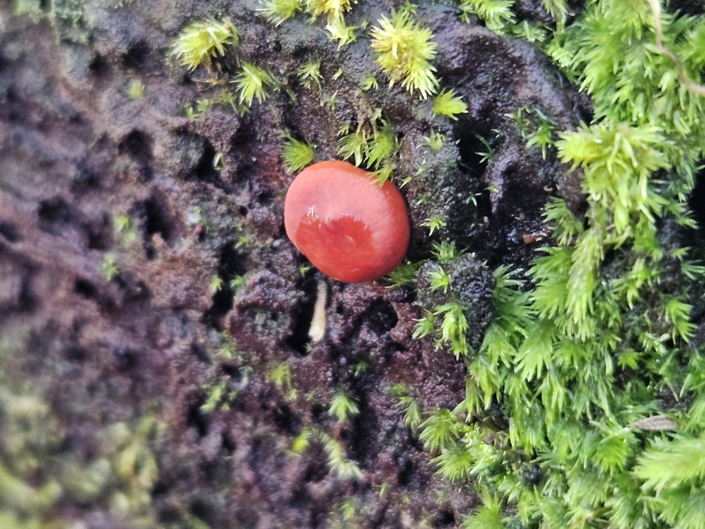 Lactarius eucalypti from Berkeley Vale Reserve, Tumbi Creek Rd ...