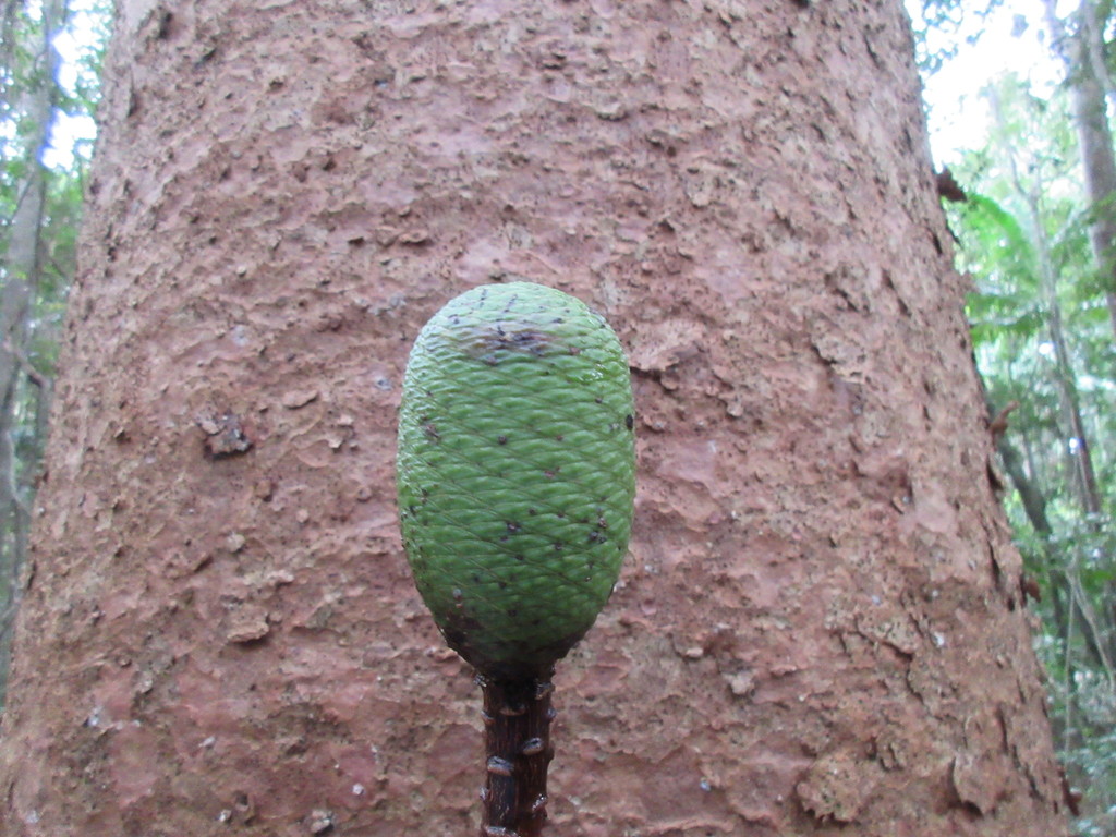 Queensland kauri from Lake Freshwater Track, Cooloola QLD 4580 ...