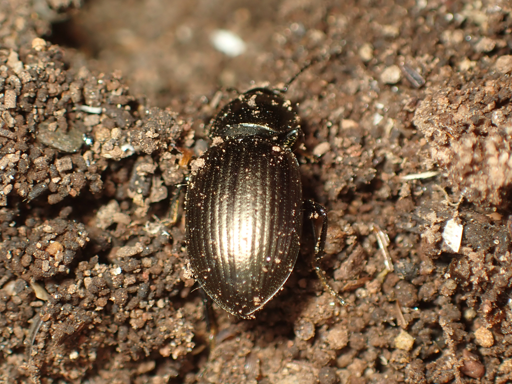 Adelium from Nuriootpa SA 5355, Australia on June 17, 2024 at 11:42 AM ...