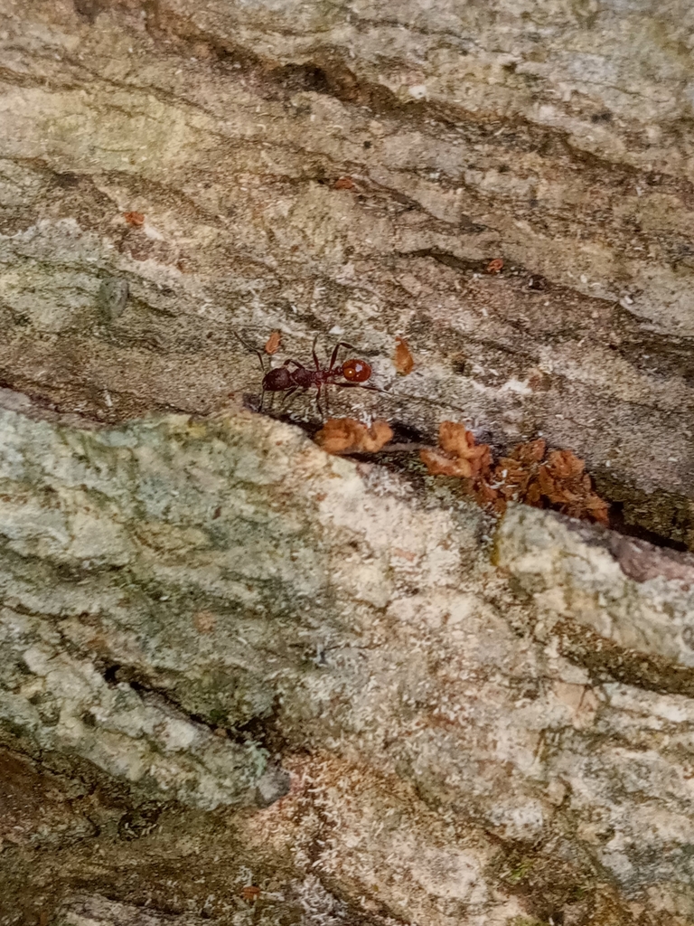 Tennessee Collared Ant from Sugarcreek, PA 16343, Estados Unidos on ...