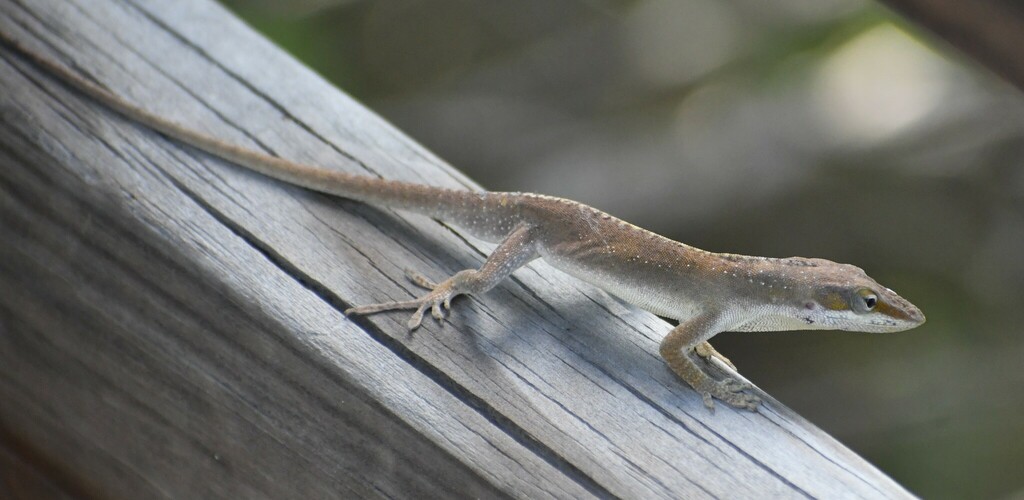 Green Anole from Calhoun County, TX, USA on June 16, 2024 at 06:01 PM ...