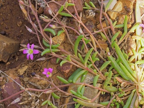 Creeping Parakeelya (Calandrinia ptychosperma) · iNaturalist