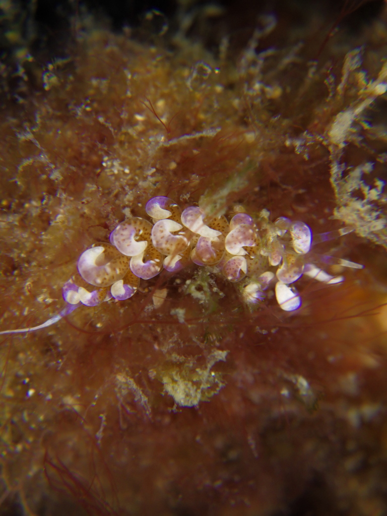 Phyllodesmium macphersonae from Redland Bal, Queensland, Australia on ...