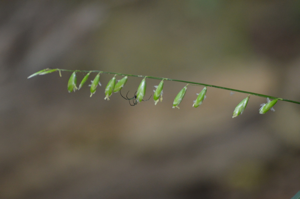 Twoflower Melicgrass from McCreary County, KY, USA on May 20, 2019 at ...