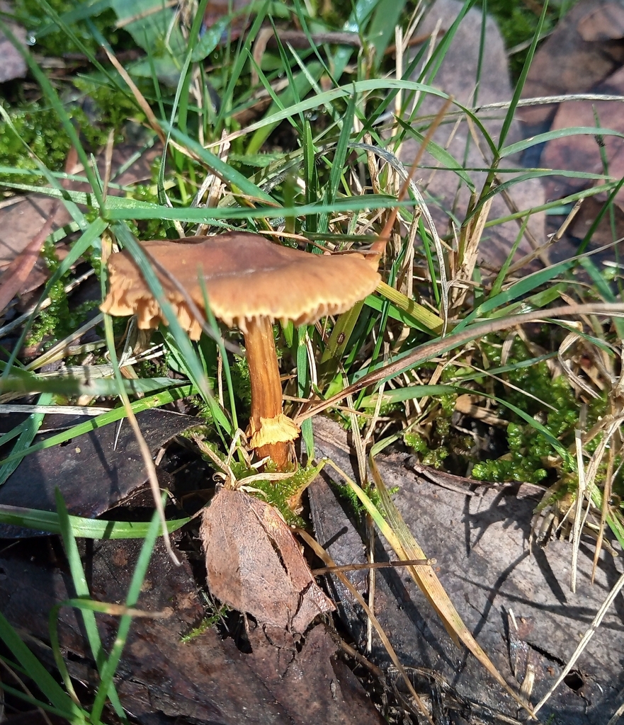 Descolea recedens from The Basin VIC 3154, Australia on June 17, 2024 ...