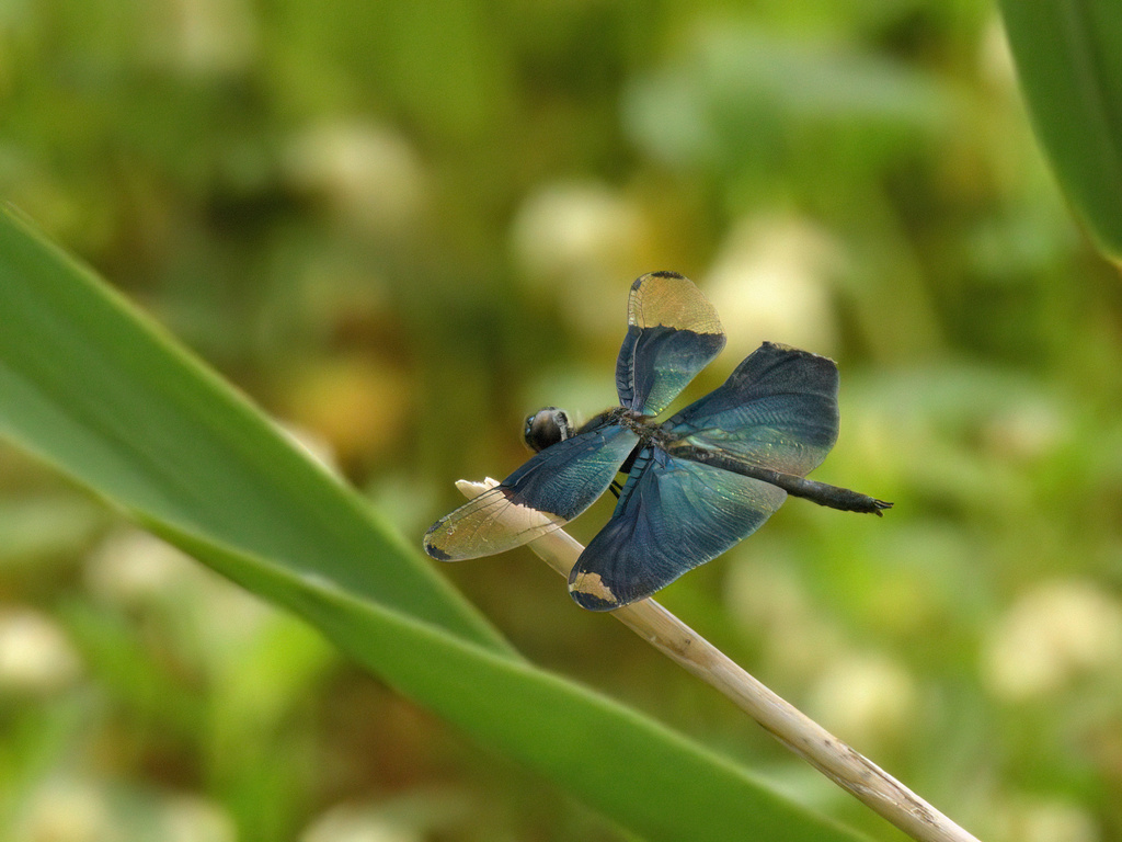 Butterfly Flutterer from 本州, 我孫子市, 千葉県, JP on June 17, 2024 at 10:45 AM ...