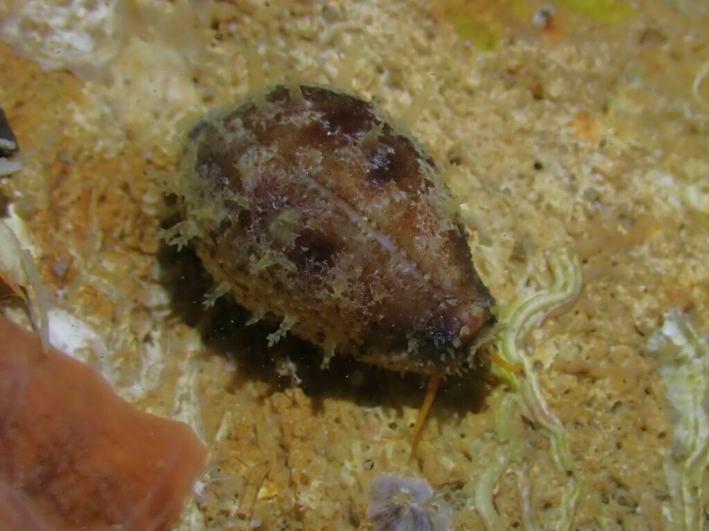 Walker's cowrie from West, SG on June 17, 2024 at 10:58 AM by Tsu Soo ...