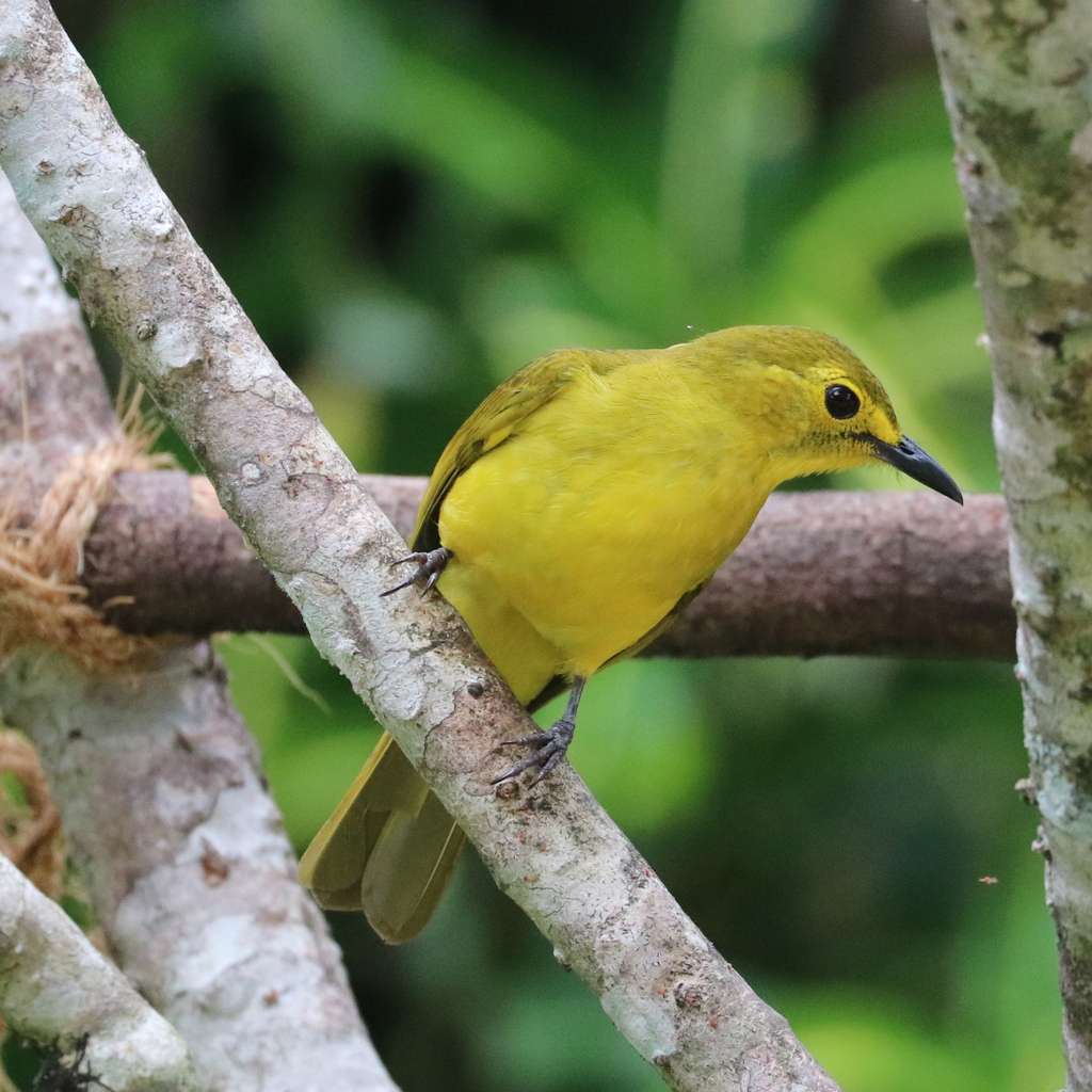 Yellow-browed Bulbul from Kitulgala, Sri Lanka on February 25, 2018 at ...