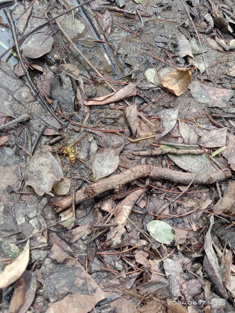 Rothney's Paper Wasp from Kaohsiung, TW-KH, TW on June 17, 2024 at 02: ...