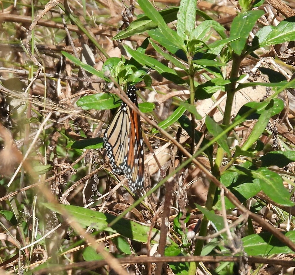 Monarch from Harding's Paddock Campground, Carmichaels Rd, Purga QLD ...