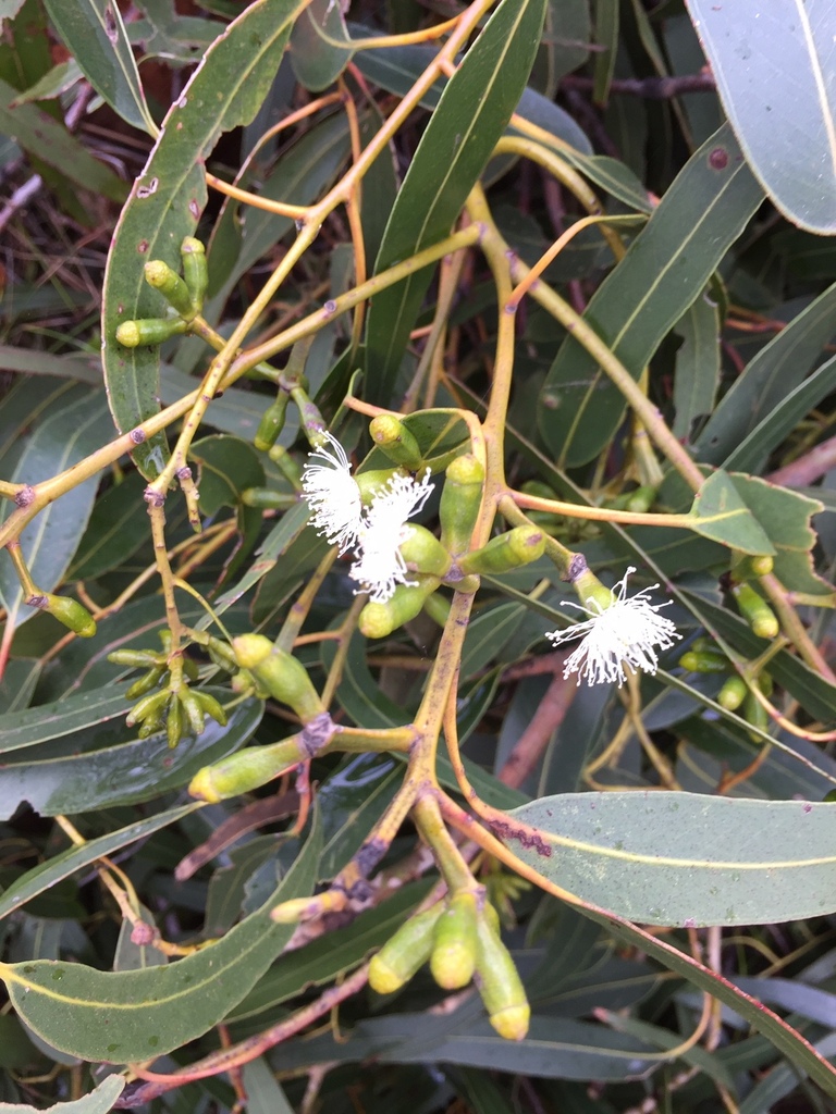 mountain grey gum from Delburn VIC 3871, Australia on June 10, 2024 at ...