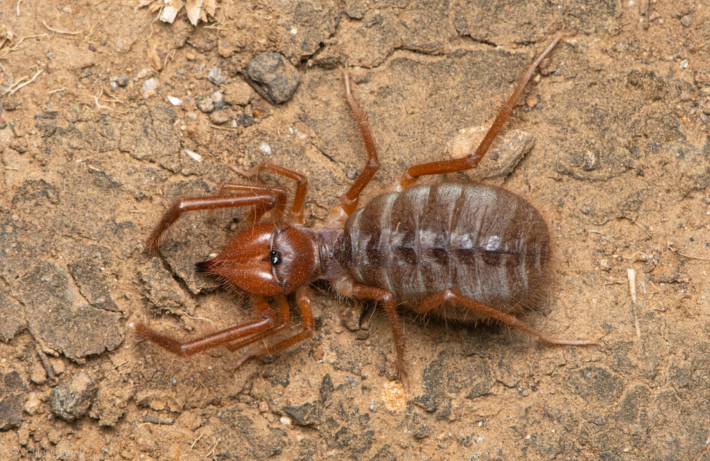 Scorpion-Spiders from Nashik Division, Maharashtra, India on June 5 ...