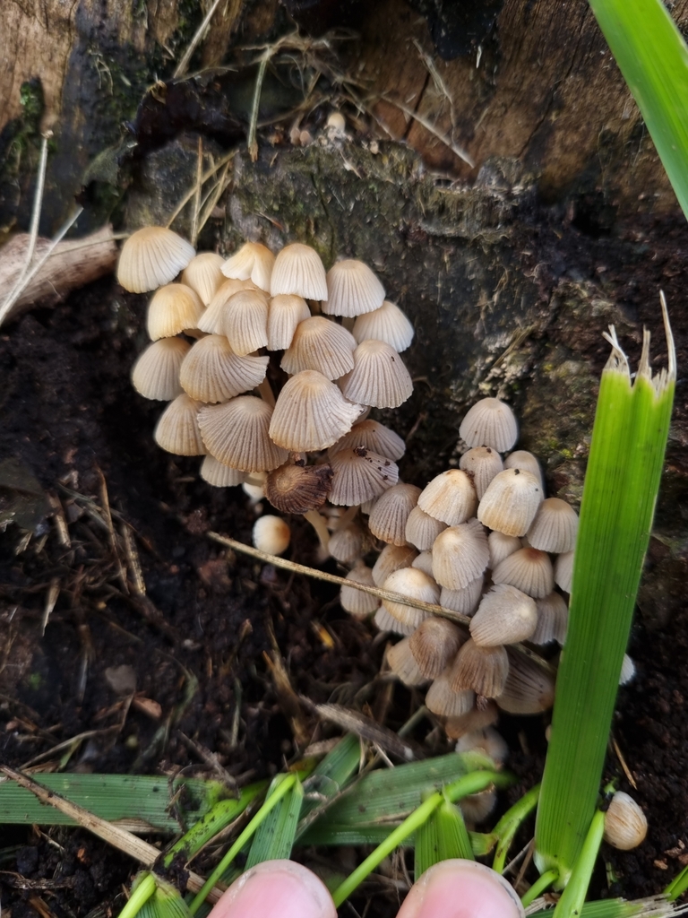 Trooping Crumble Cap from 11, 3854 Oberried am Brienzersee, Switzerland ...