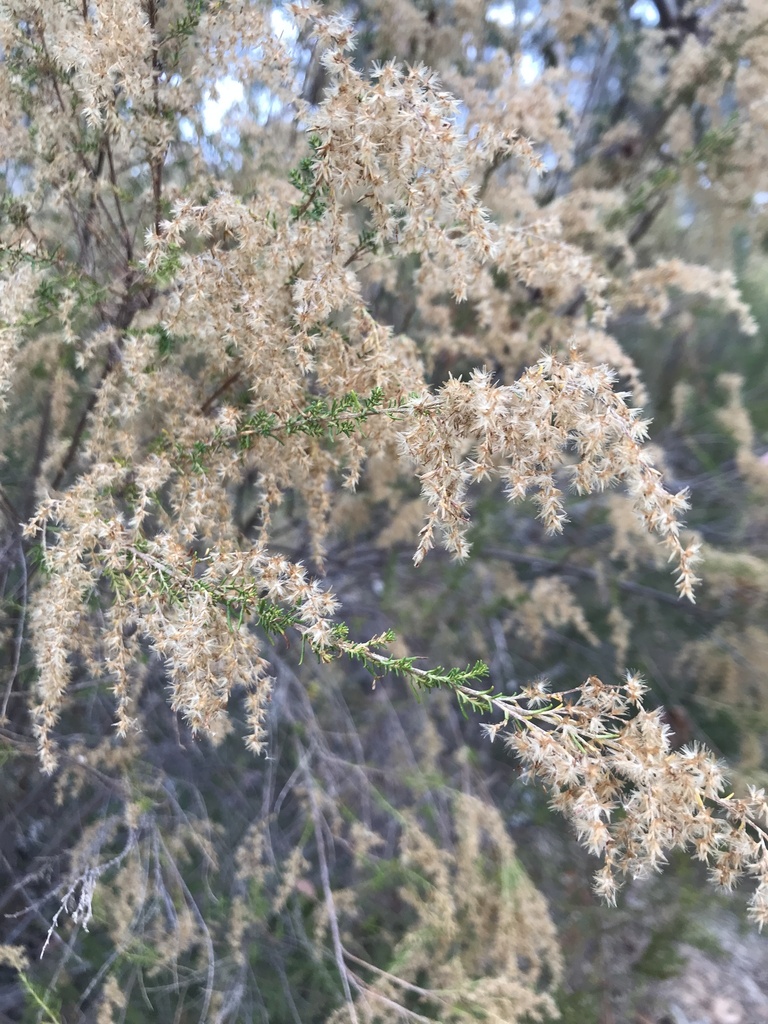 Sifton Bush from Holly Street Natural Features Reserve, Golden Square ...