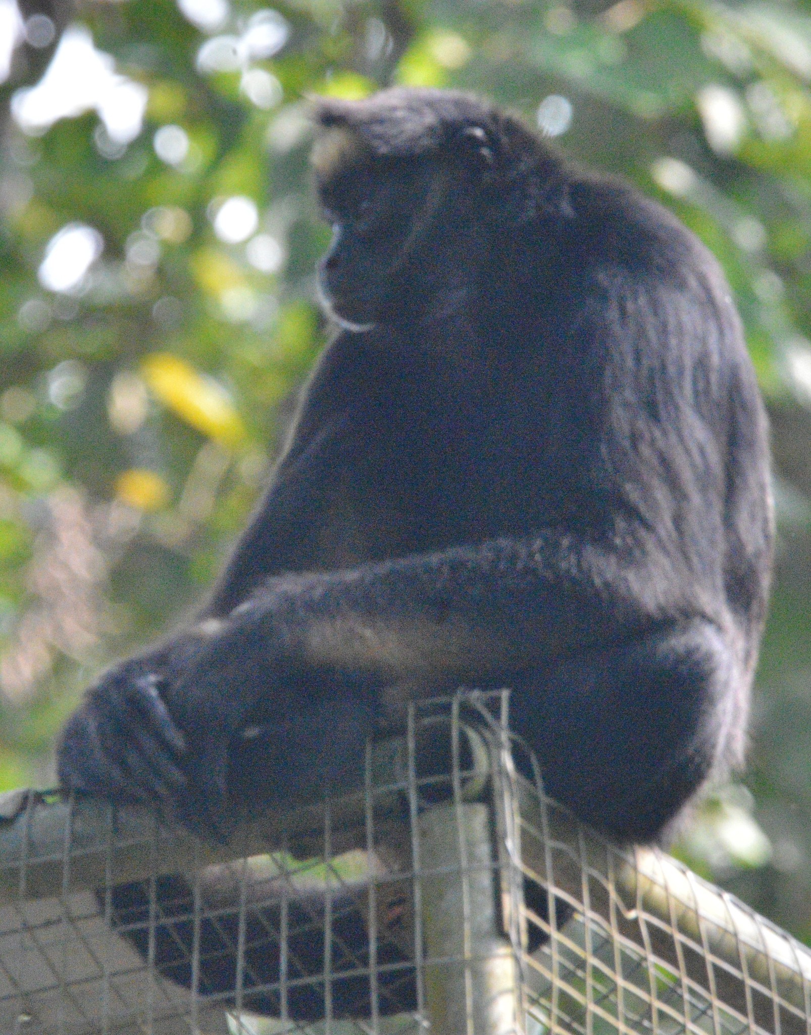 Ateles belzebuth É.Geoffroy Saint-Hilaire, 1806