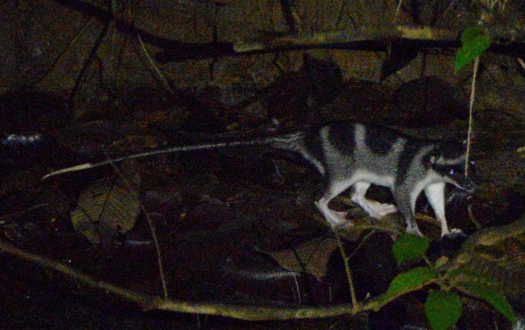 Water Opossum (Chironectes minimus) - Know Your Mammals