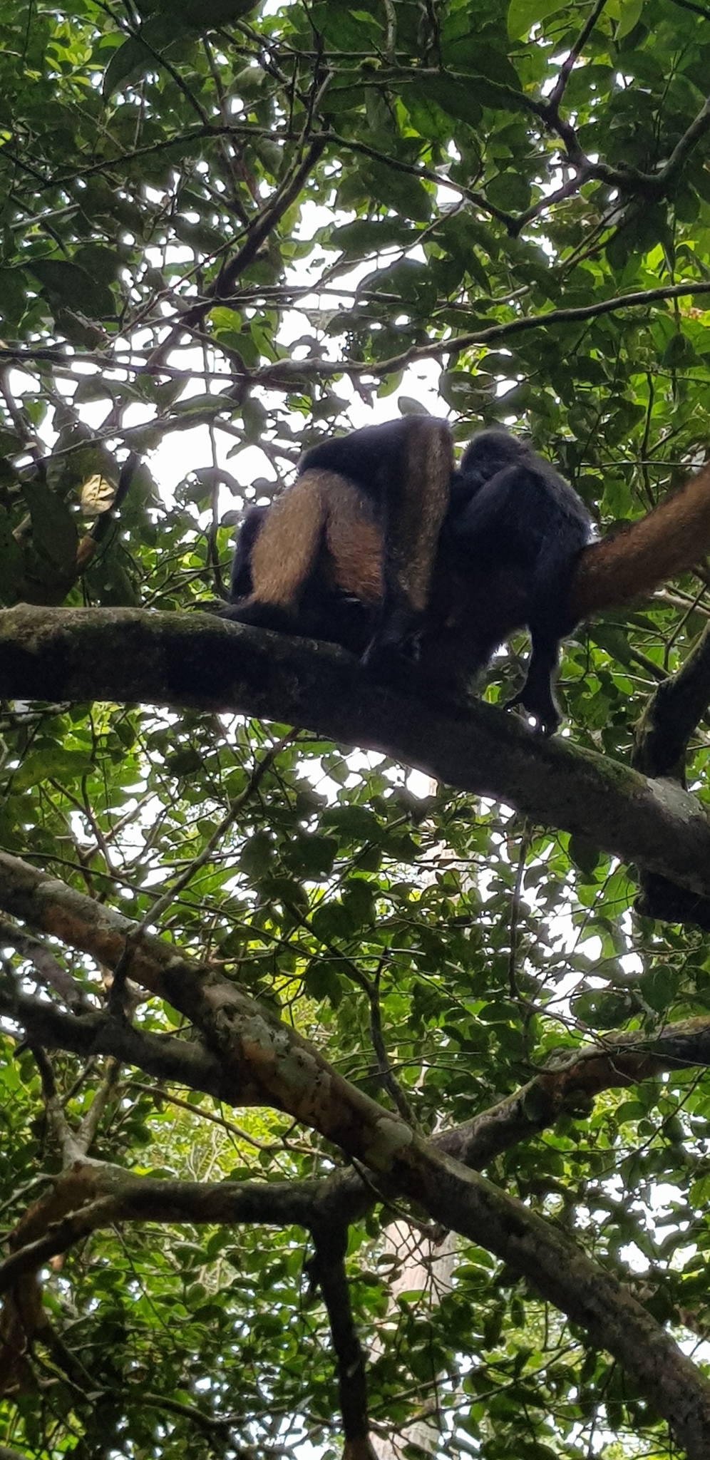 Ateles belzebuth É.Geoffroy Saint-Hilaire, 1806