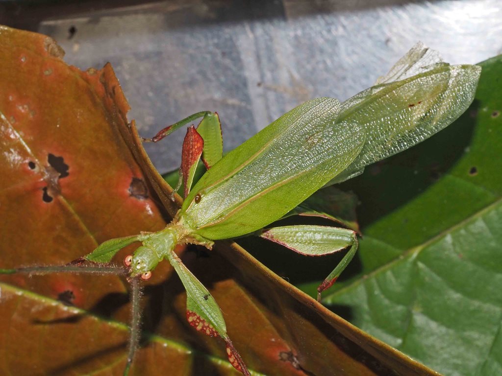 Australian Leaf Insect in February 2016 by Linda Rogan EntSocVic. Phyllium monteithi thanks ...