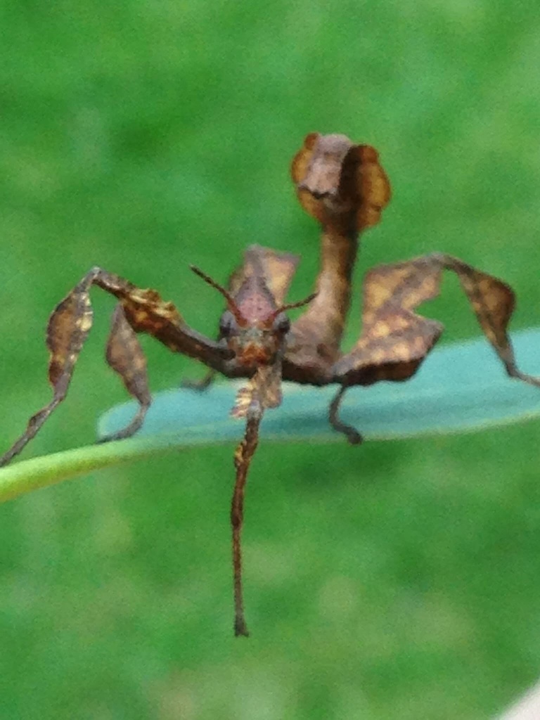 Spiny Leaf insect from Trinity Church, Aldgate, SA, AU on April 19 ...