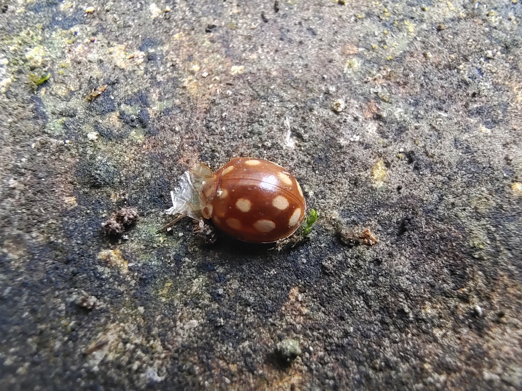 Calvia muiri from Yichun, CN-JX, CN on June 16, 2024 at 05:46 PM by ...