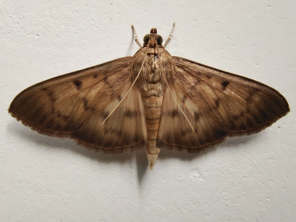 Patania balteata from Yichun, CN-JX, CN on June 04, 2024 at 02:29 PM by ...