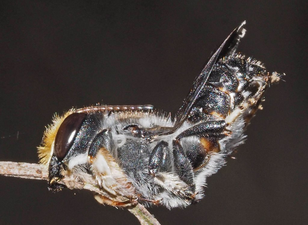 Megachile lucidiventris (Native Bees of South Australia) · iNaturalist Australia