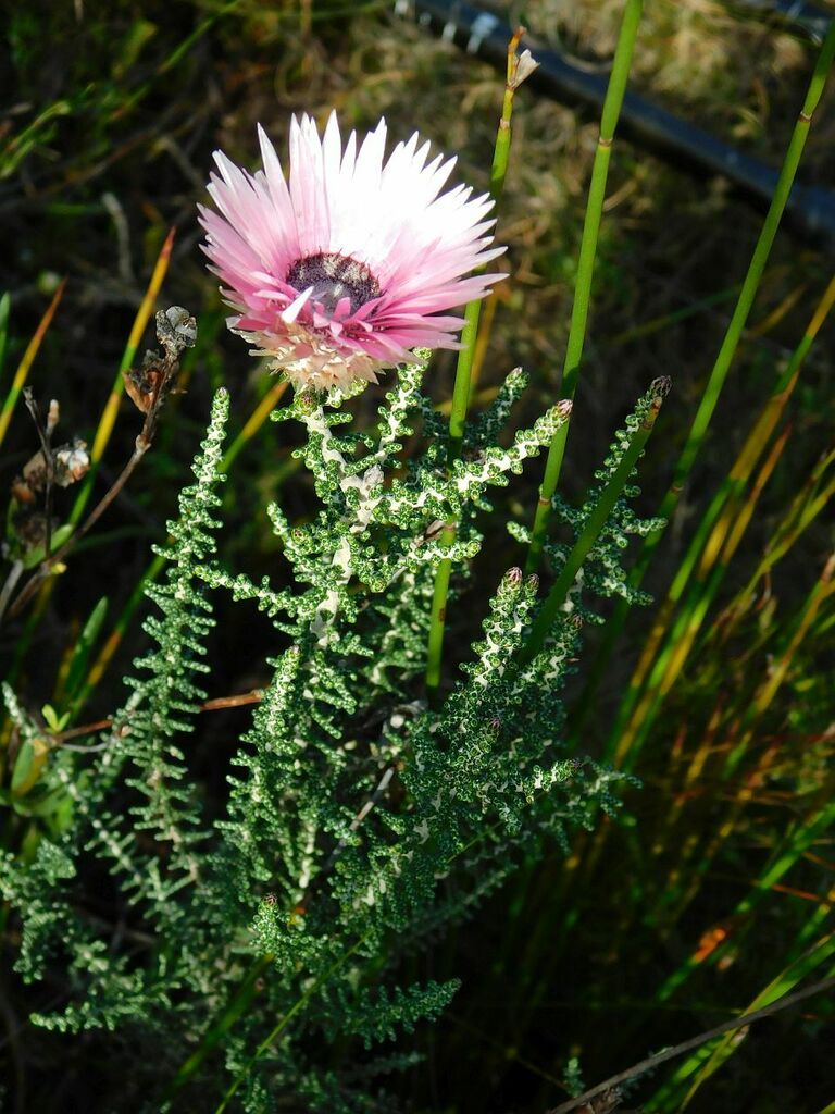 Cape everlasting from Overberg District Municipality, South Africa on ...
