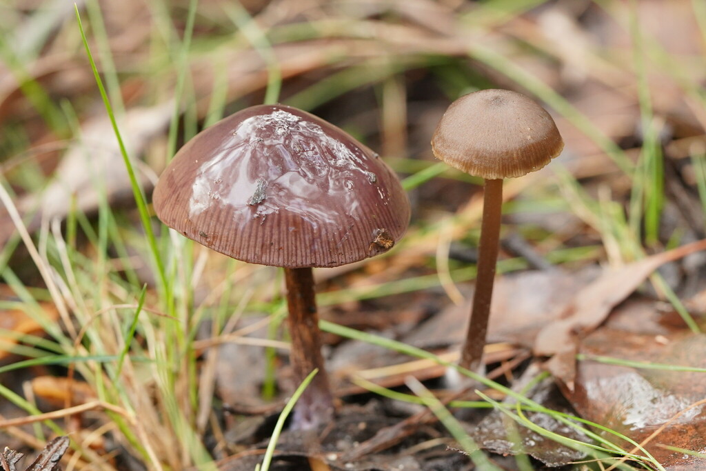 Thaxterogaster submagellanicus from Bunyip, Cardinia - North, Victoria ...
