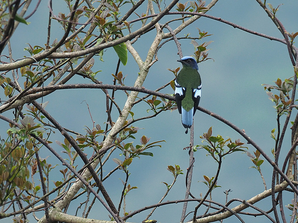 Green Cochoa from Eaglenest Wildlife Sanctuary, 790003 on April 27 ...