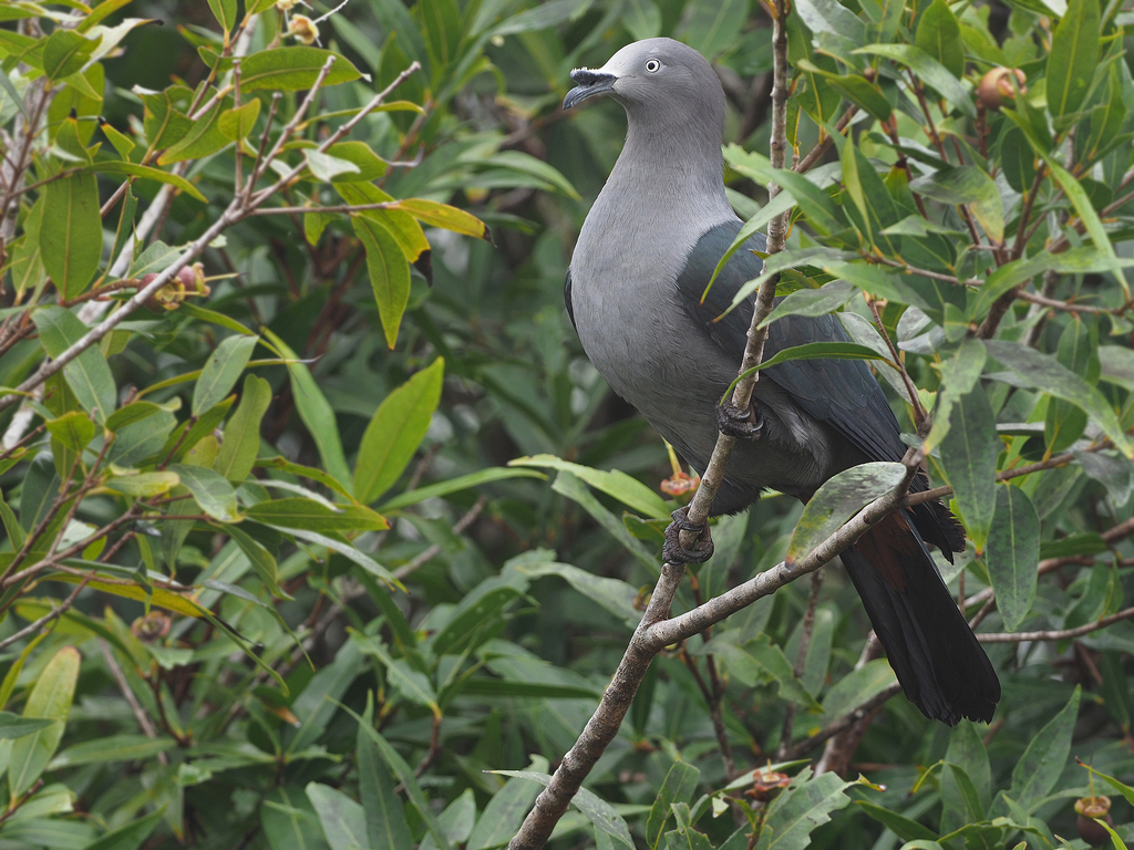Marquesan Imperial Pigeon in September 2019 by James Eaton · iNaturalist