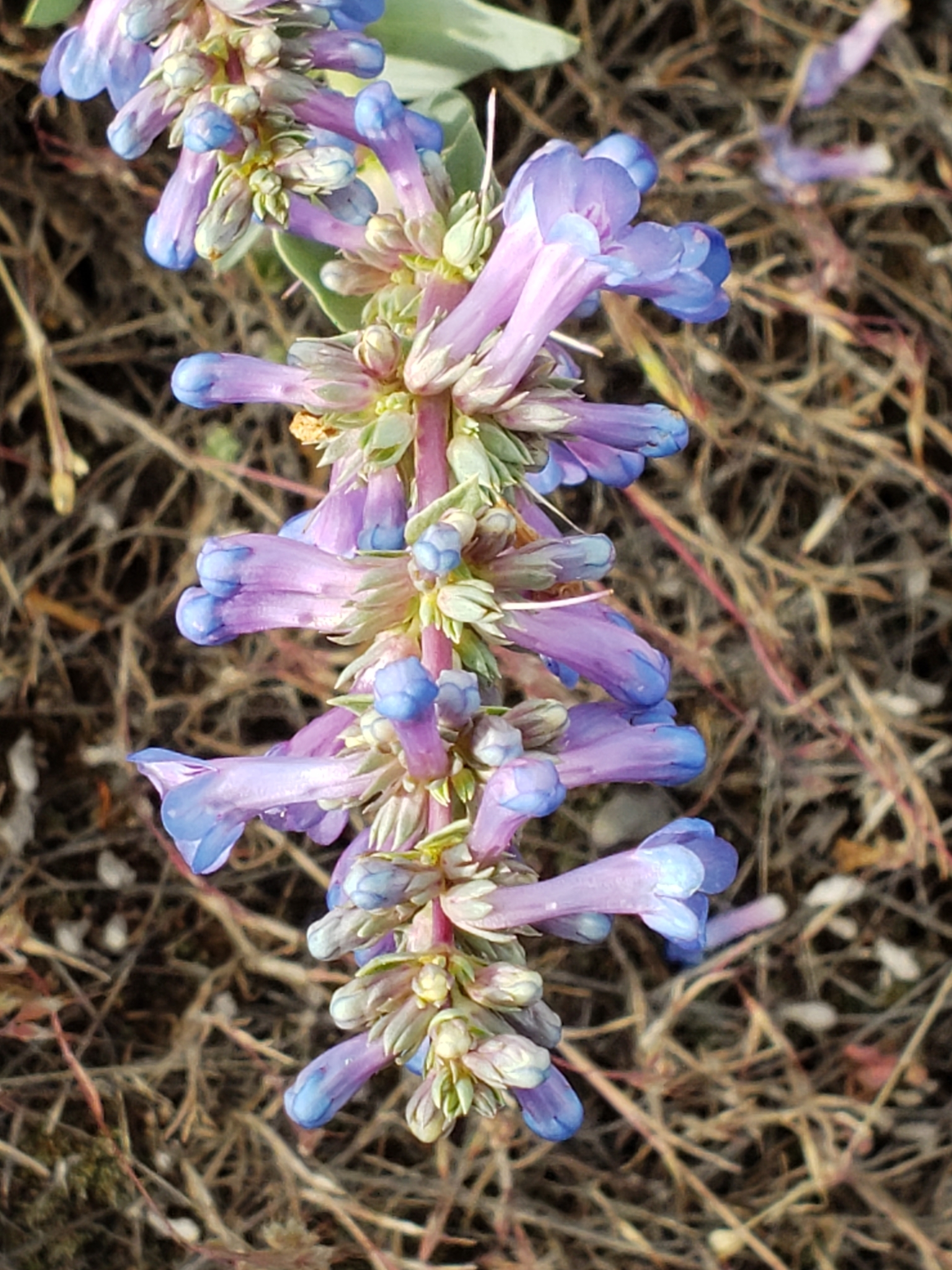 Penstemon acuminatus Douglas ex Lindl.