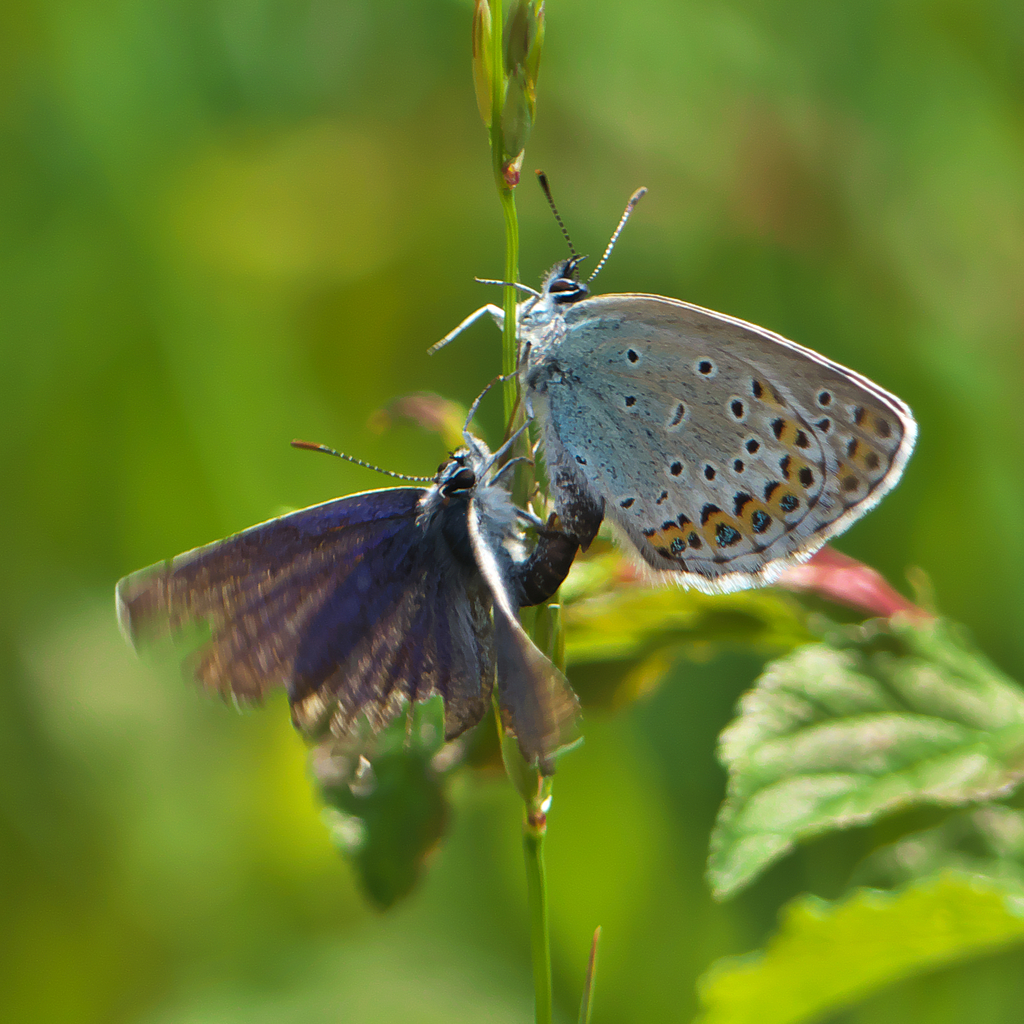 Reverdin's Blue from 155 00 Řeporyje, Česko on June 17, 2024 at 11:26 ...