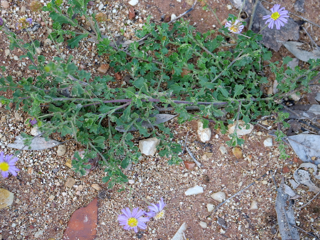 Purple Burr-daisy from Cobar NSW 2835, Australia on June 16, 2024 at 01 ...