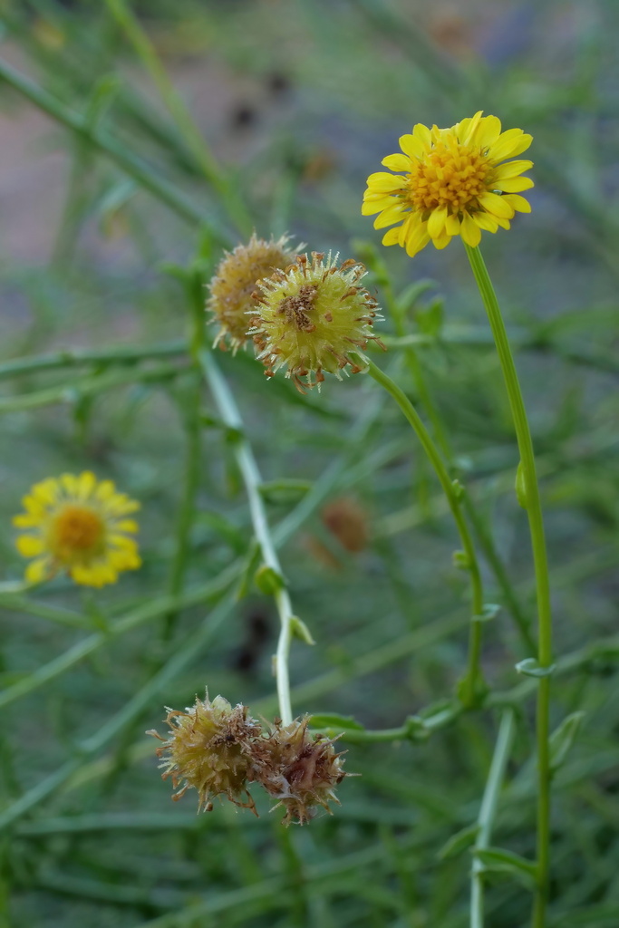 Tangled Burr-daisy from Cunnamulla QLD 4490, Australia on June 17, 2024 ...