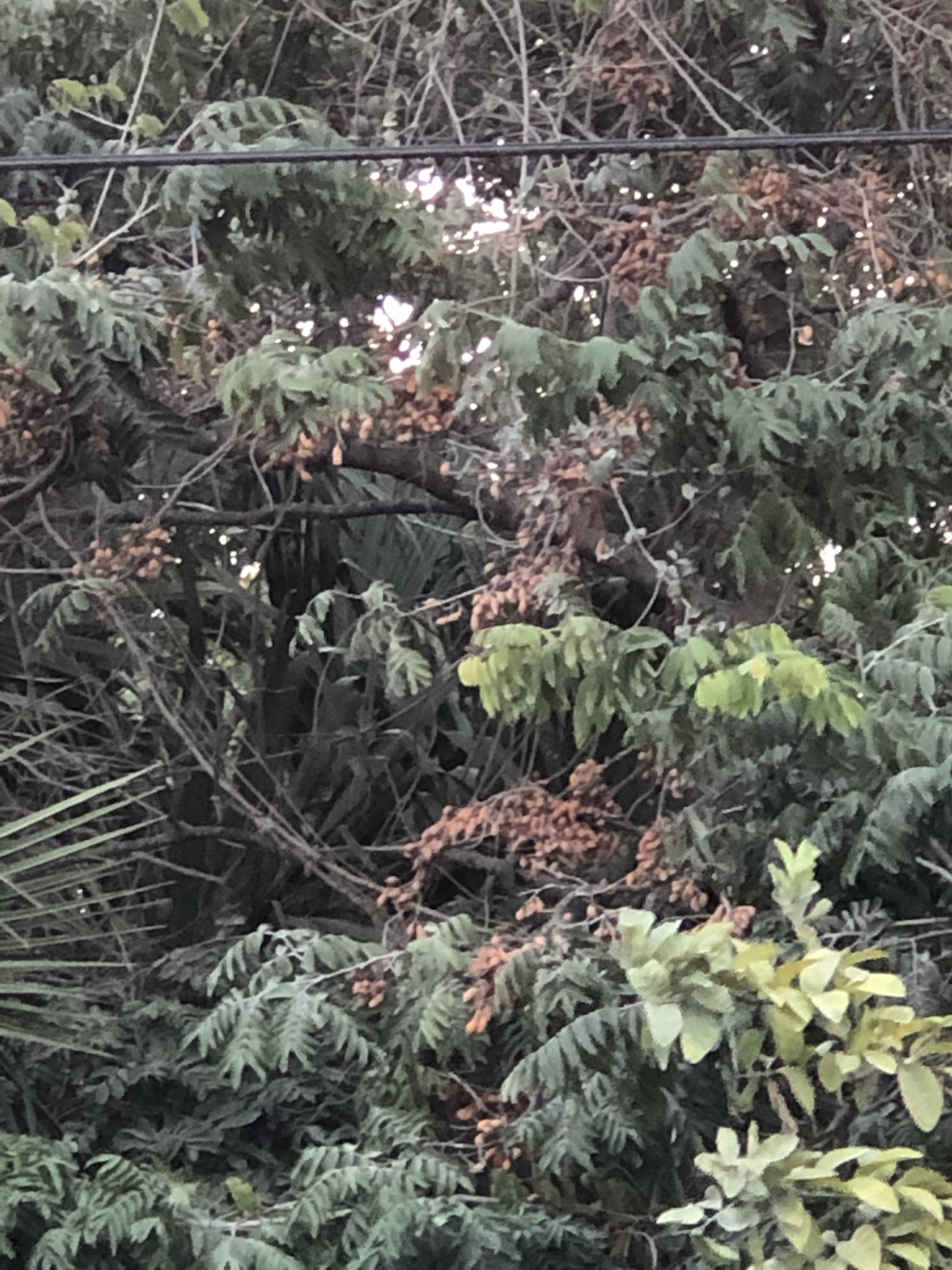 Swartzia cubensis (Britton & P.Wilson) Standl.