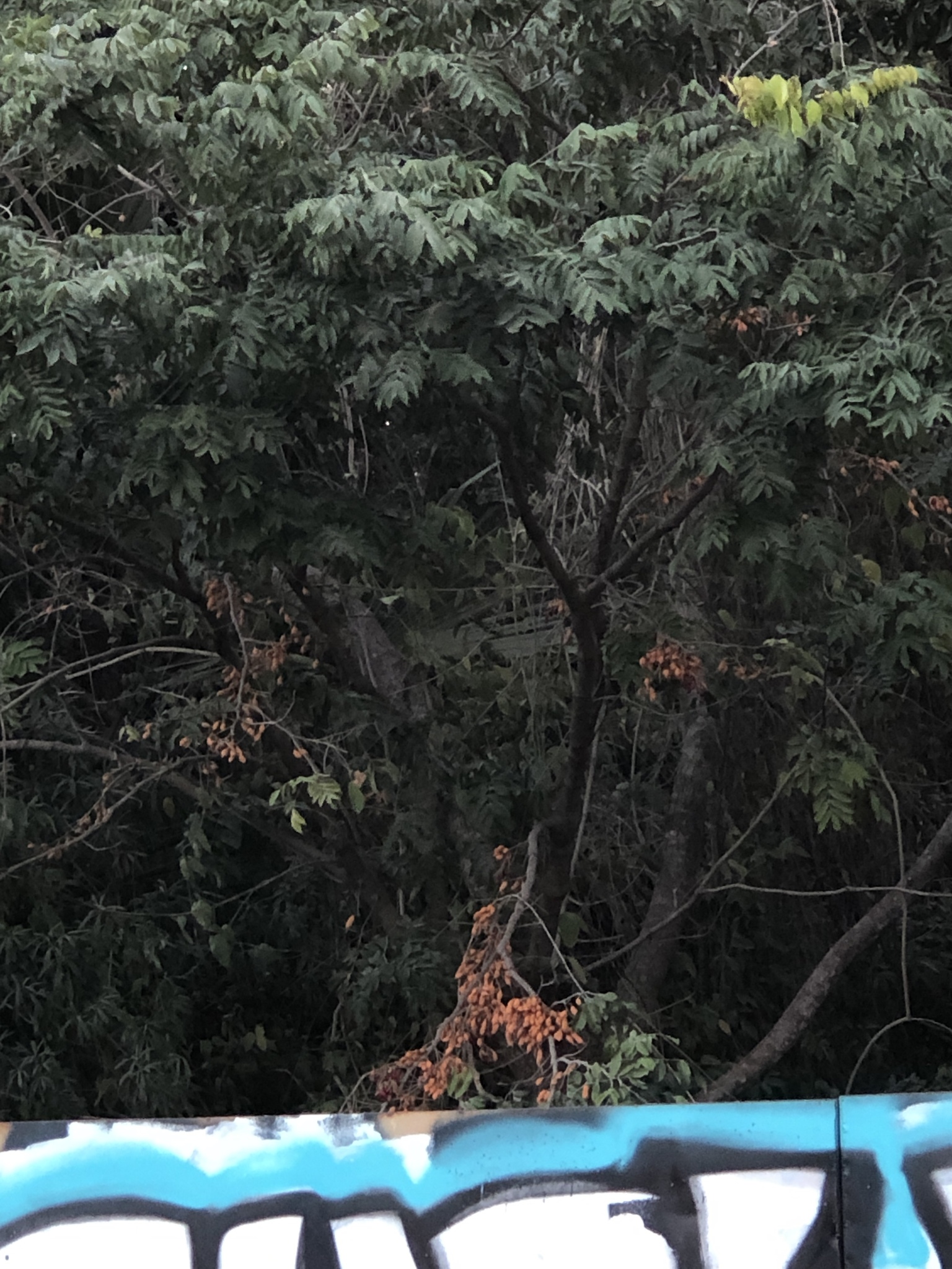 Swartzia cubensis (Britton & P.Wilson) Standl.