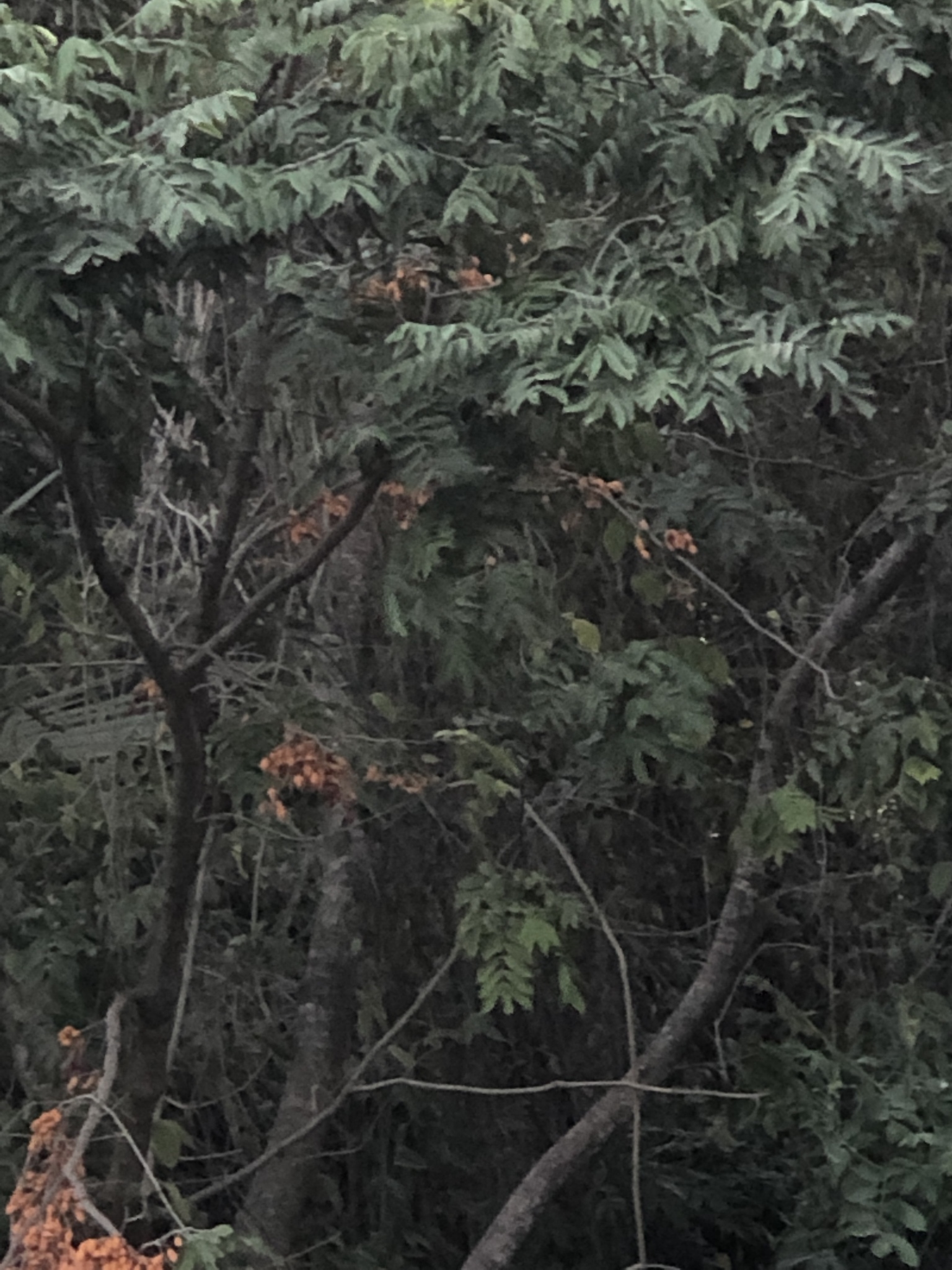 Swartzia cubensis (Britton & P.Wilson) Standl.