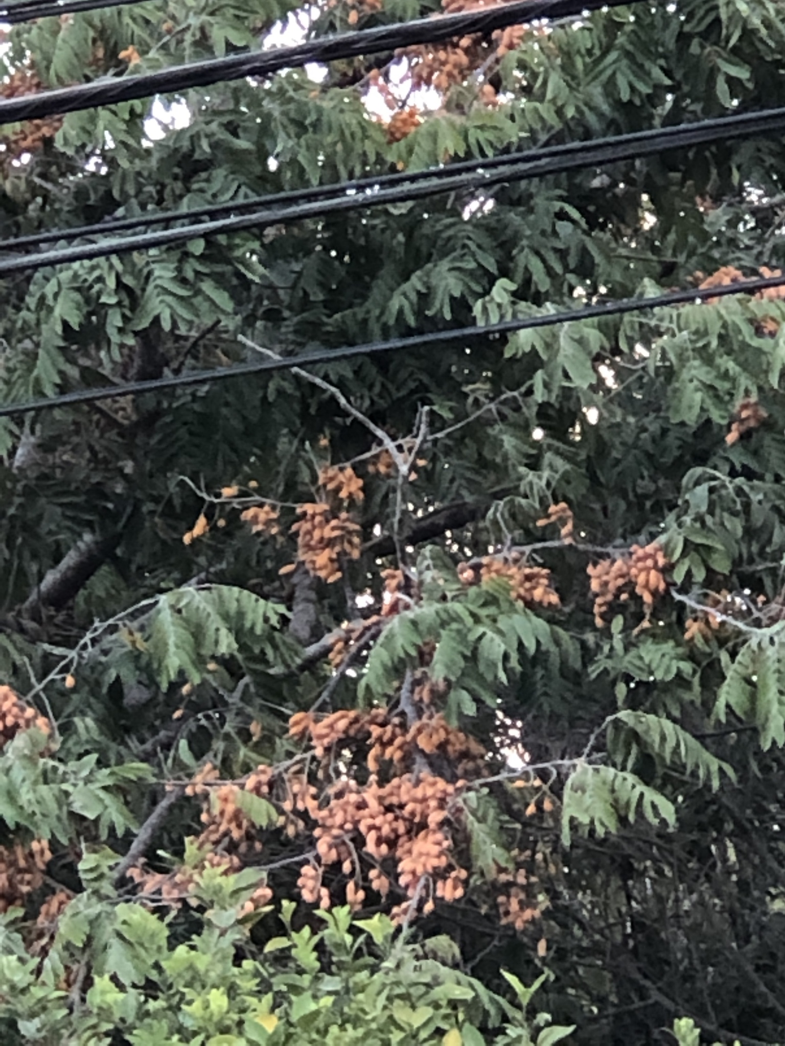 Swartzia cubensis (Britton & P.Wilson) Standl.