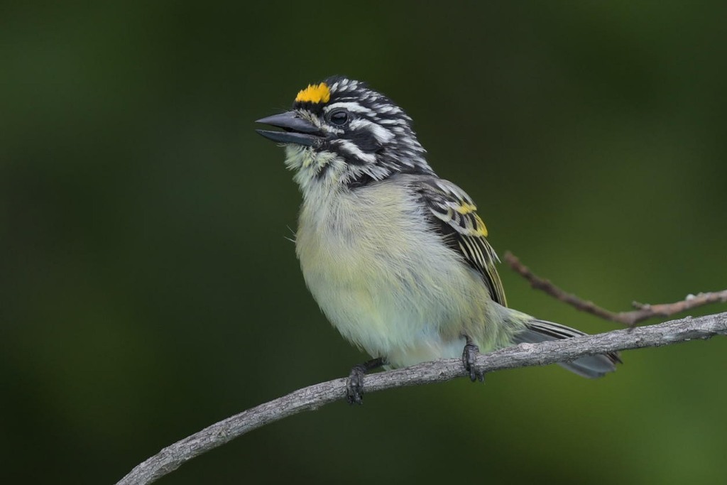 Yellow-fronted Tinkerbird from Mbombela, South Africa on December 4 ...