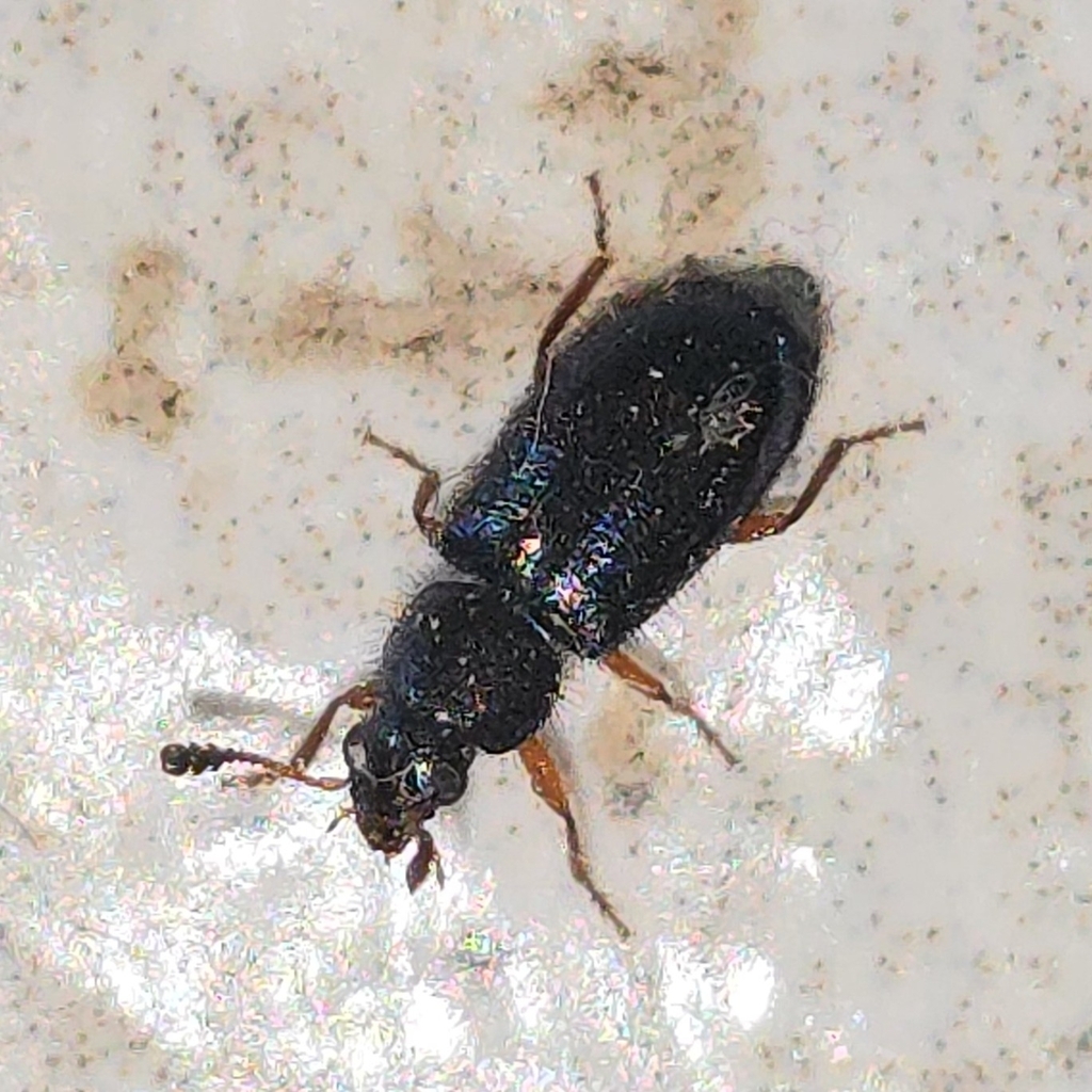 Red-legged Ham Beetle from Dadar on June 17, 2024 at 04:45 PM by Soham ...