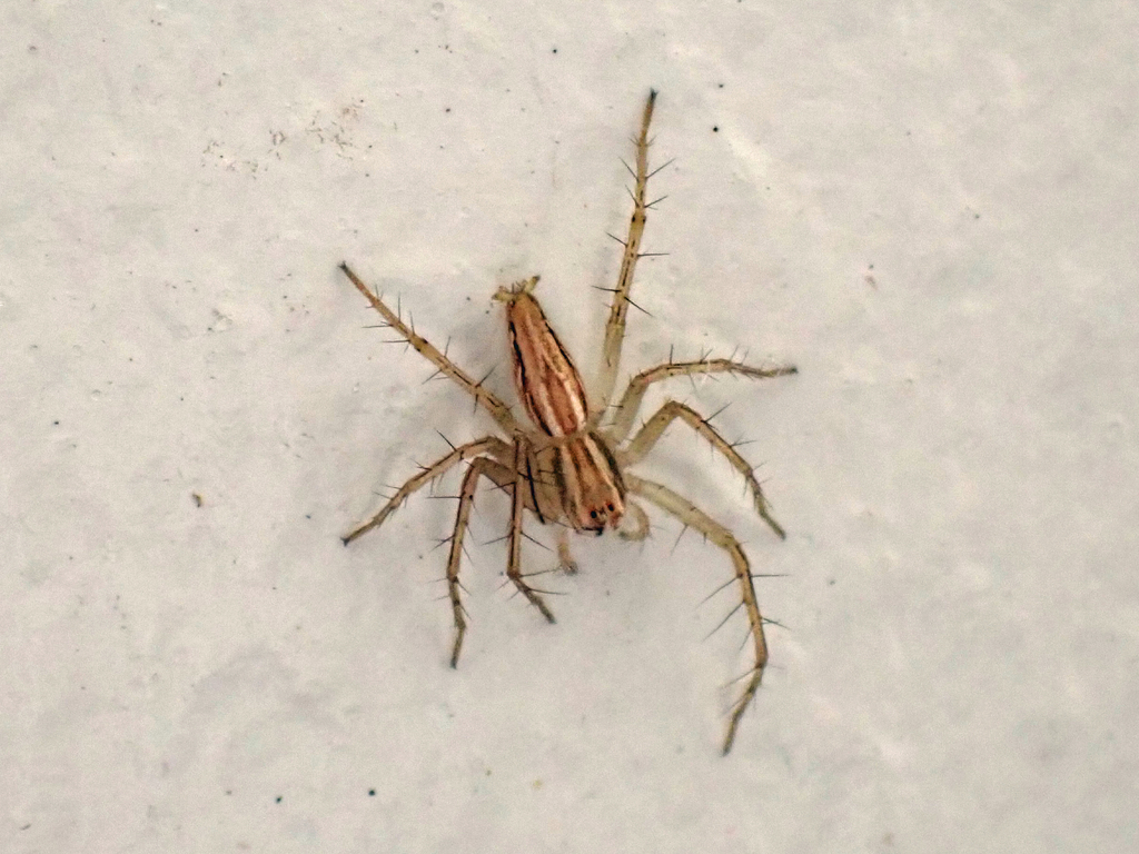 Northern Lynx Spider from Proserpine QLD 4800, Australia on June 17 ...