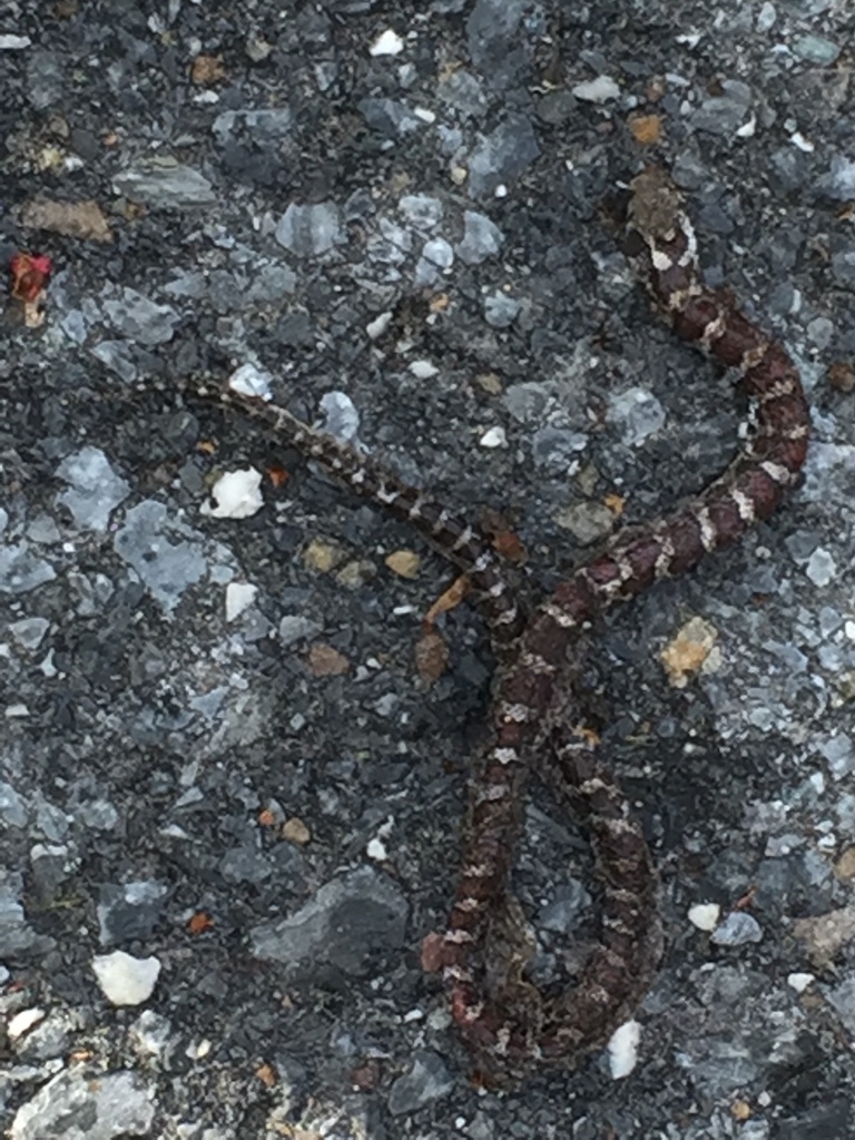 Eastern Milksnake from 43 Woodside Dr, Colchester, VT, US on May 21 ...