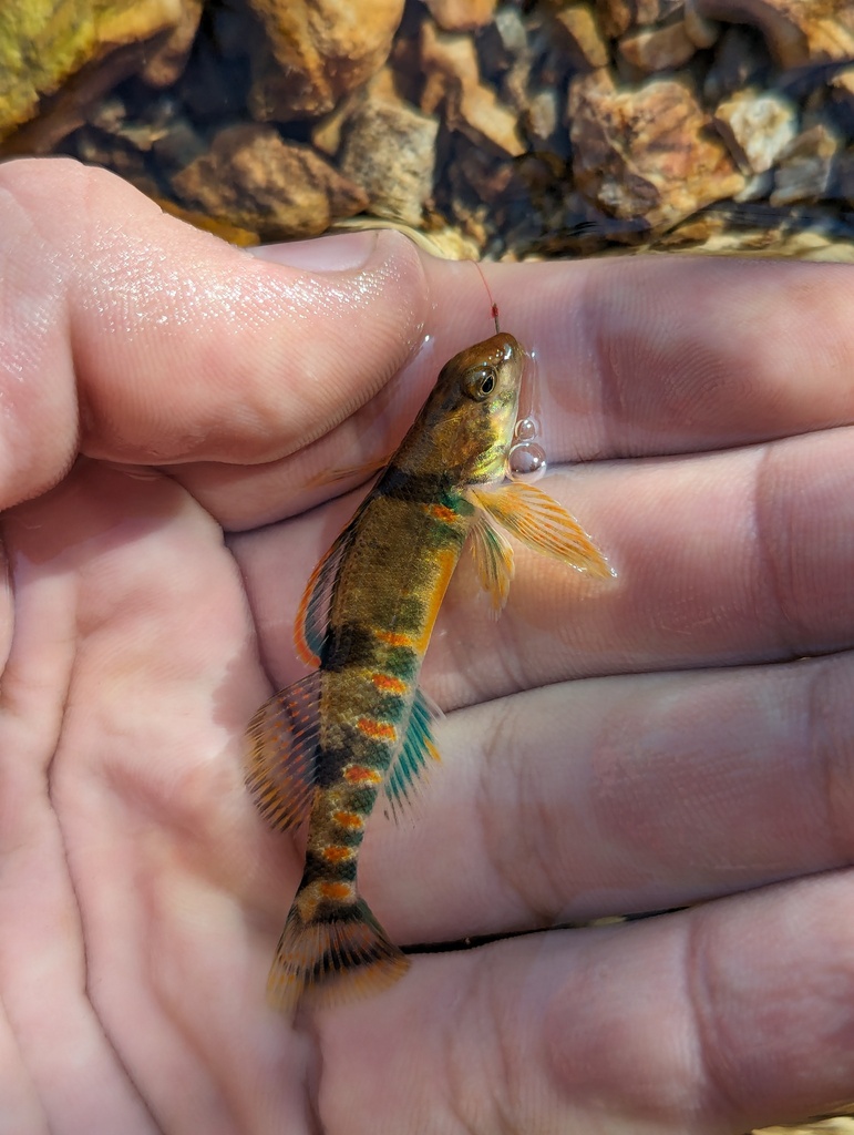 Missouri Saddled Darter in June 2024 by warmouthkee · iNaturalist