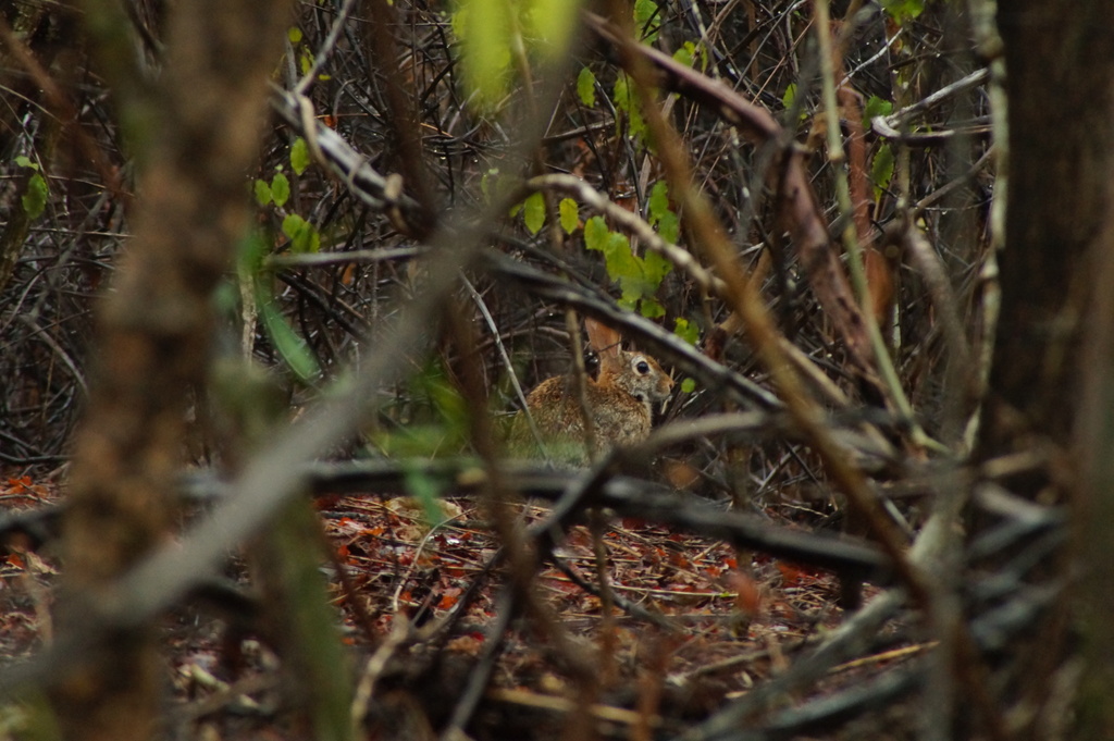 Mexican Cottontail from Santa María Huatulco, Oax., México on June 13 ...
