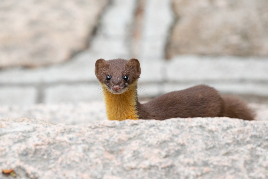 Yellow-bellied Weasel from Huangshan District, Huangshan City, Anhui ...